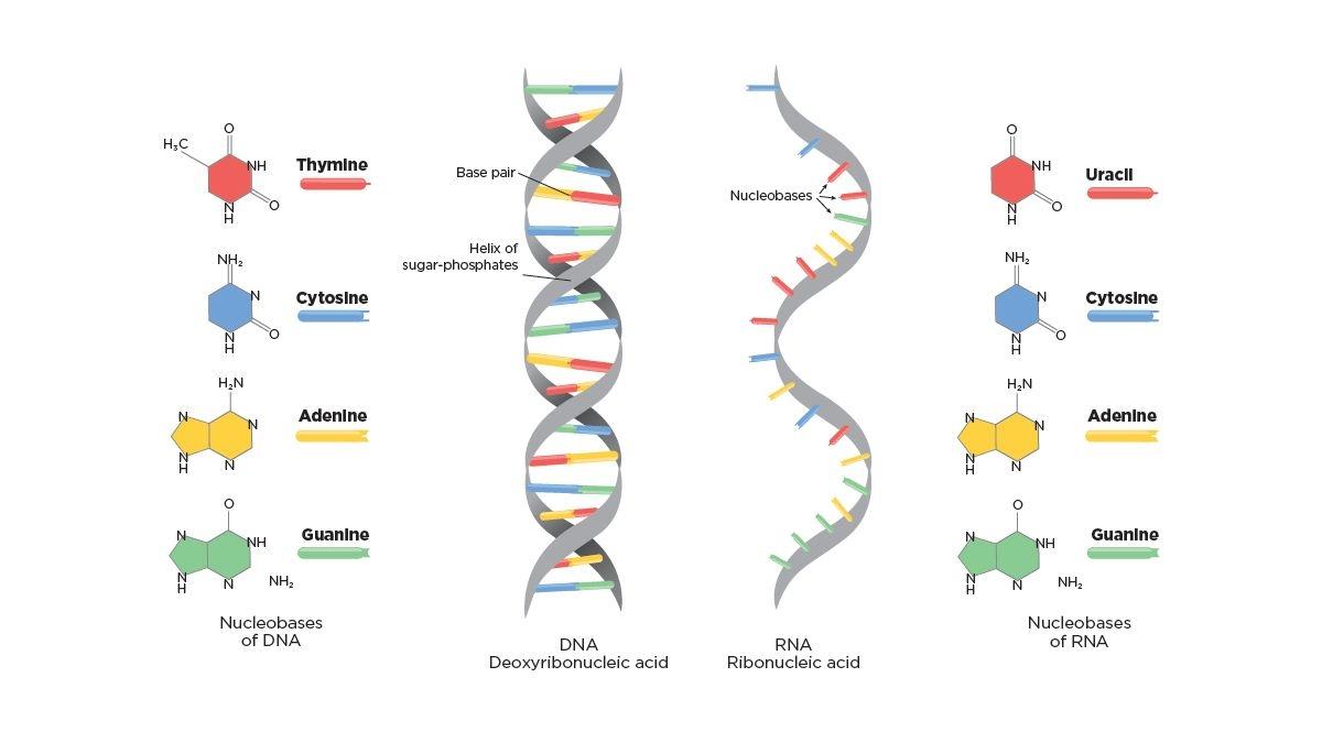 How High-sensitivity Assay Kit Boosts Speed and Precision in RNA/dsDNA ...