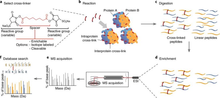 How XL-MS Drives Faster, Safer Monoclonal Antibody Development