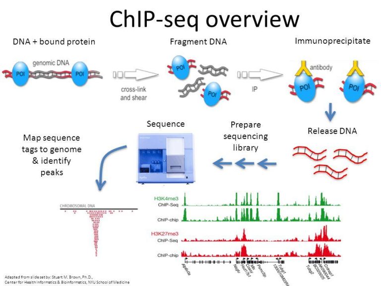Bioinformatics No Longer "Black Box": Chip Sequencing Services ...